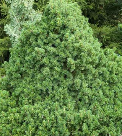 35+ Types of Spruce Trees & Shrubs for Landscaping (Photos)