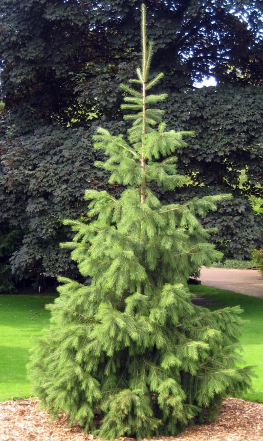 35+ Types of Spruce Trees & Shrubs for Landscaping (Photos)