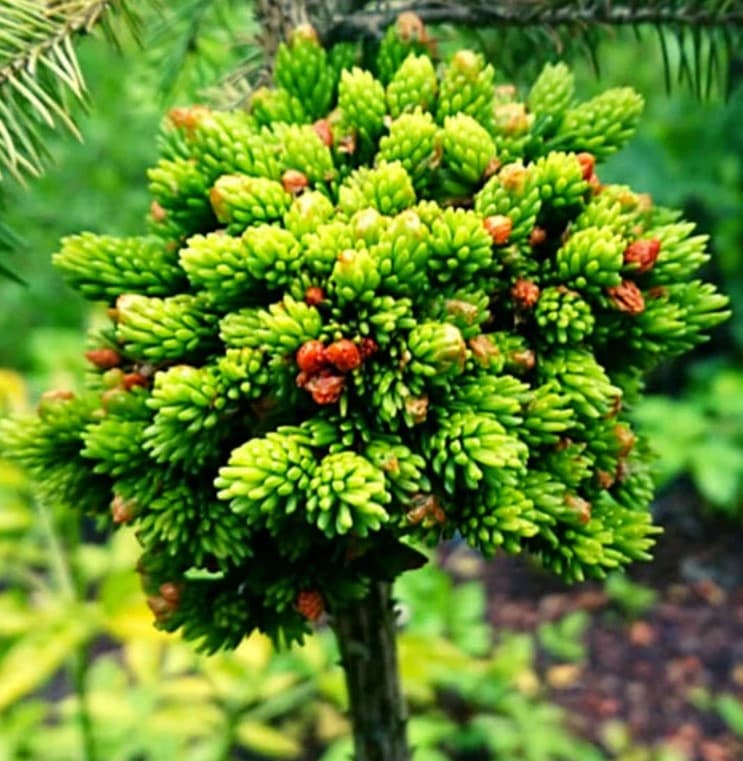 35+ Types of Spruce Trees & Shrubs for Landscaping (Photos)