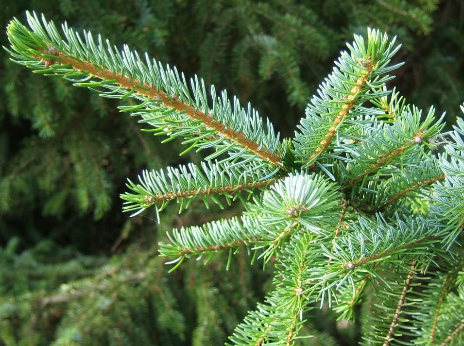 35+ Types of Spruce Trees & Shrubs for Landscaping (Photos)