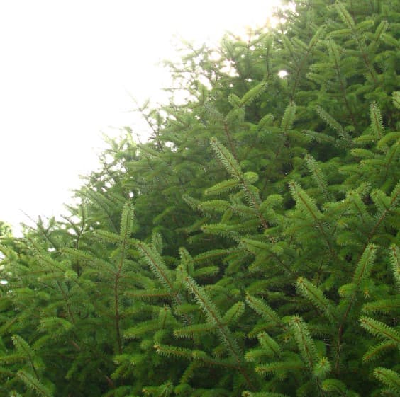 35+ Types of Spruce Trees & Shrubs for Landscaping (Photos)