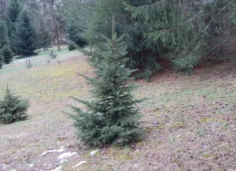 35+ Types of Spruce Trees & Shrubs for Landscaping (Photos)