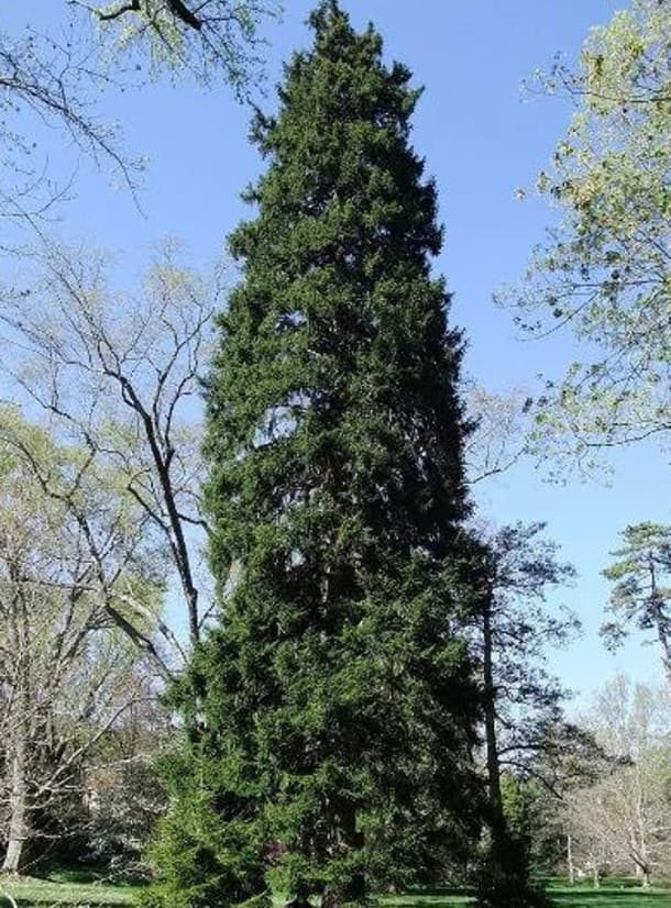 35+ Types of Spruce Trees & Shrubs for Landscaping (Photos)