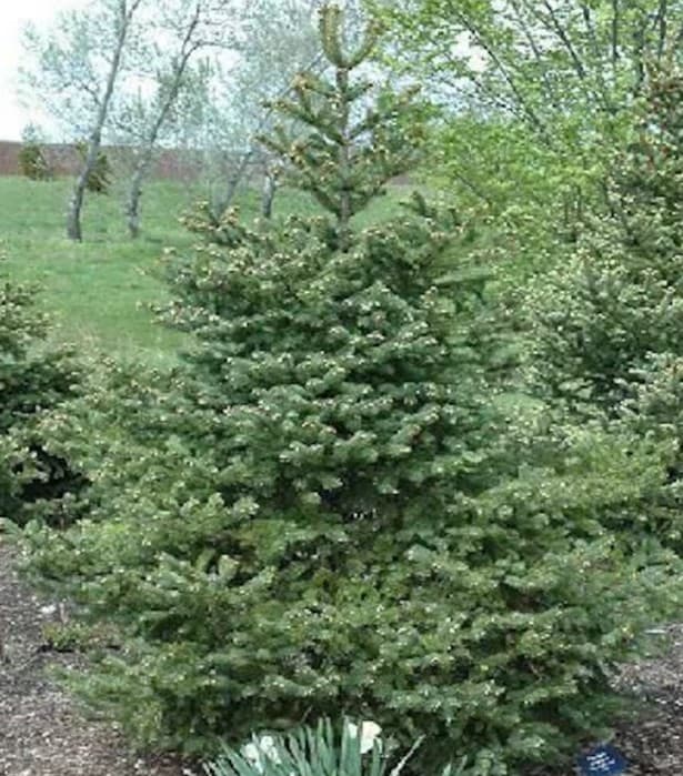 35+ Types of Spruce Trees & Shrubs for Landscaping (Photos)