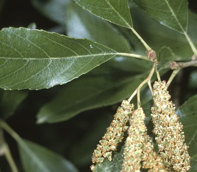 15 Types of Alder Trees By Species & Region (With Pictures)